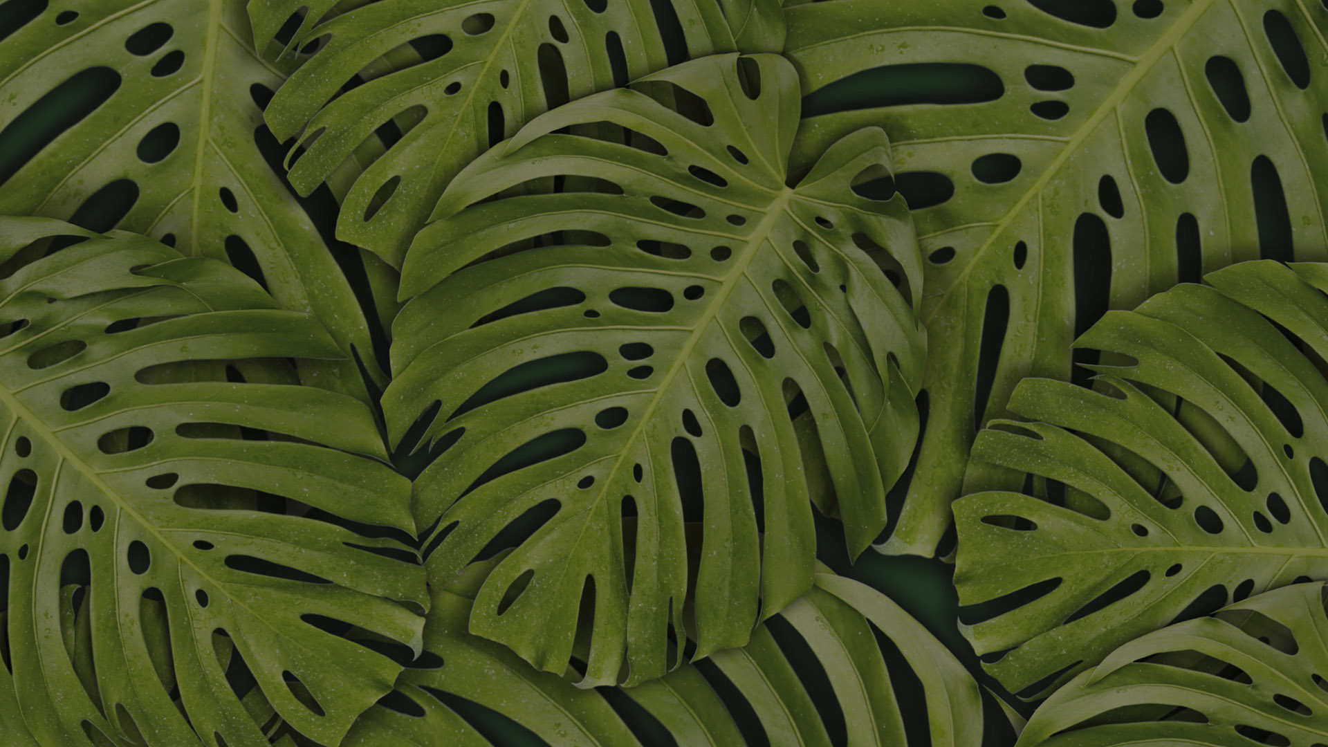 Green Generation – Landscaping and Design